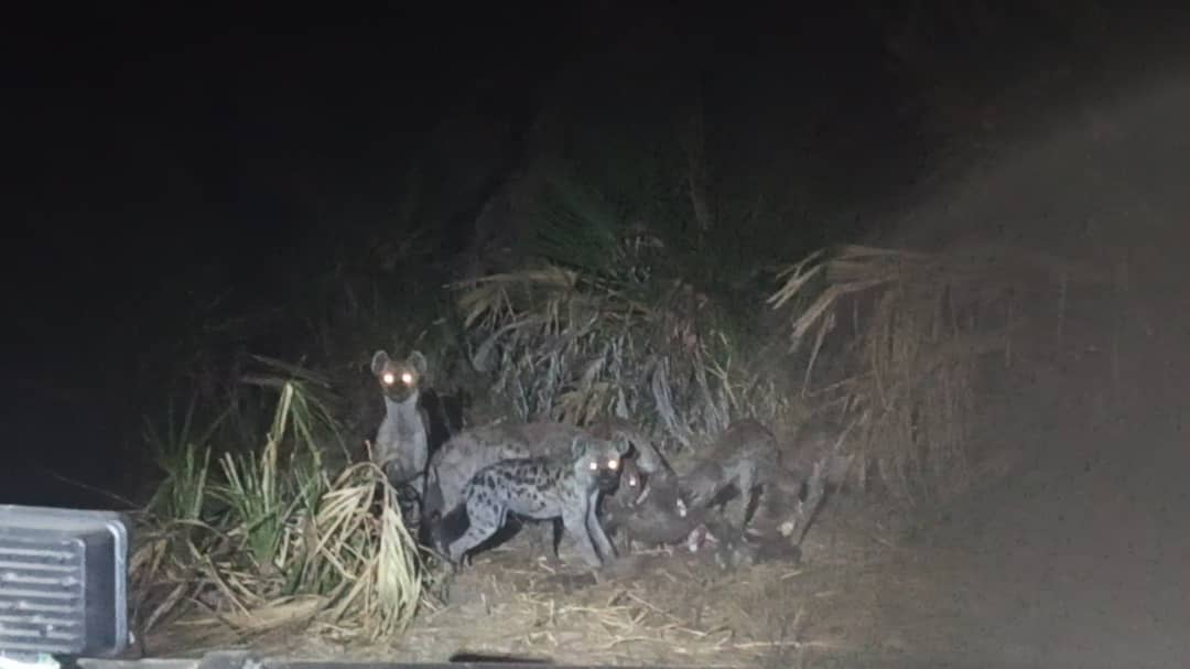 5 days—Wildlife, Night Safari,Culture