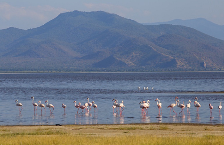 1 day—Lake Manyara day trip tour