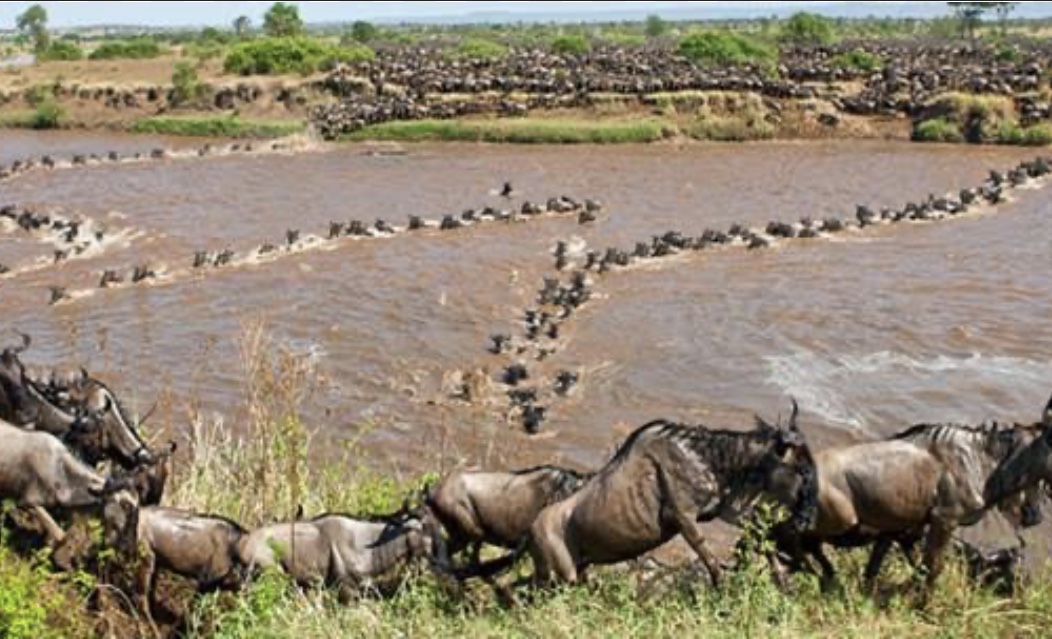 8 days—Eight Days Wildebeest Safari