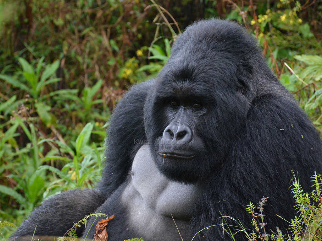 12 days—Gorilla Chimp, Wildlife Safari
