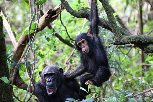 1 day—Great chimps day trip