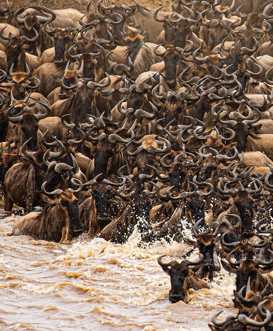 9 days—Nine Days Great Migration Tour