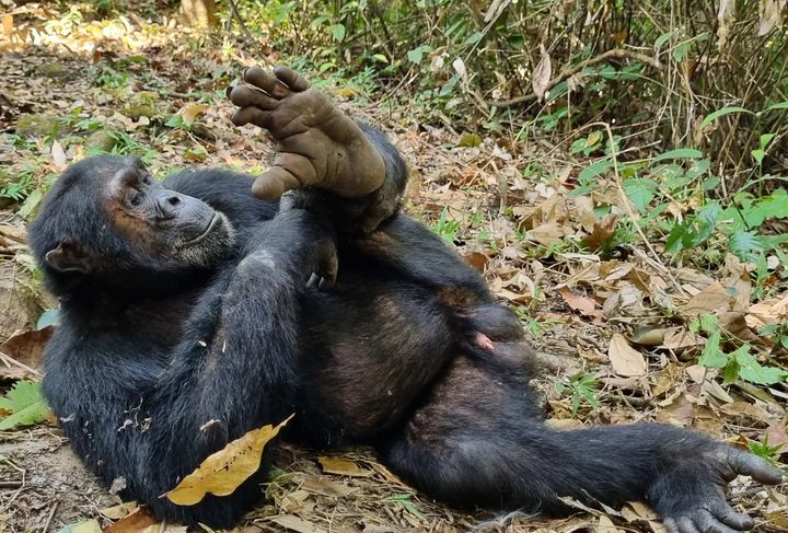 2 days—two days with chimpazee