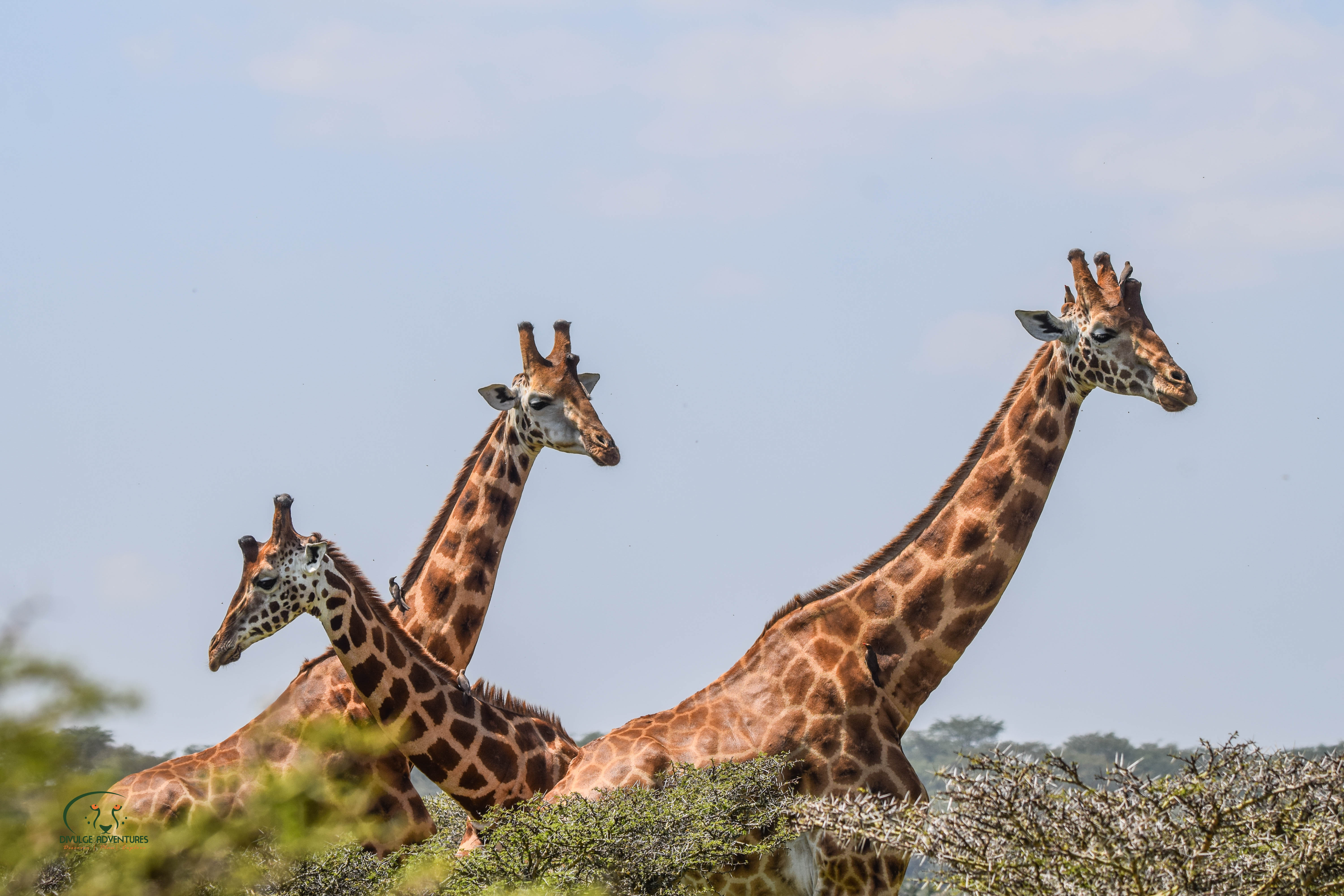5 days—Magical Kenys Safari