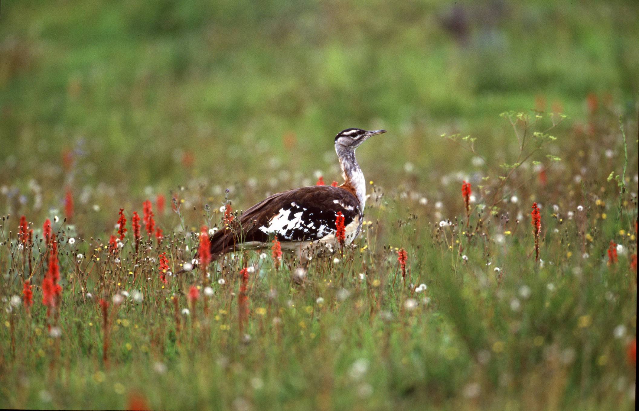 2 days—Discover the Beauty of Kitulo