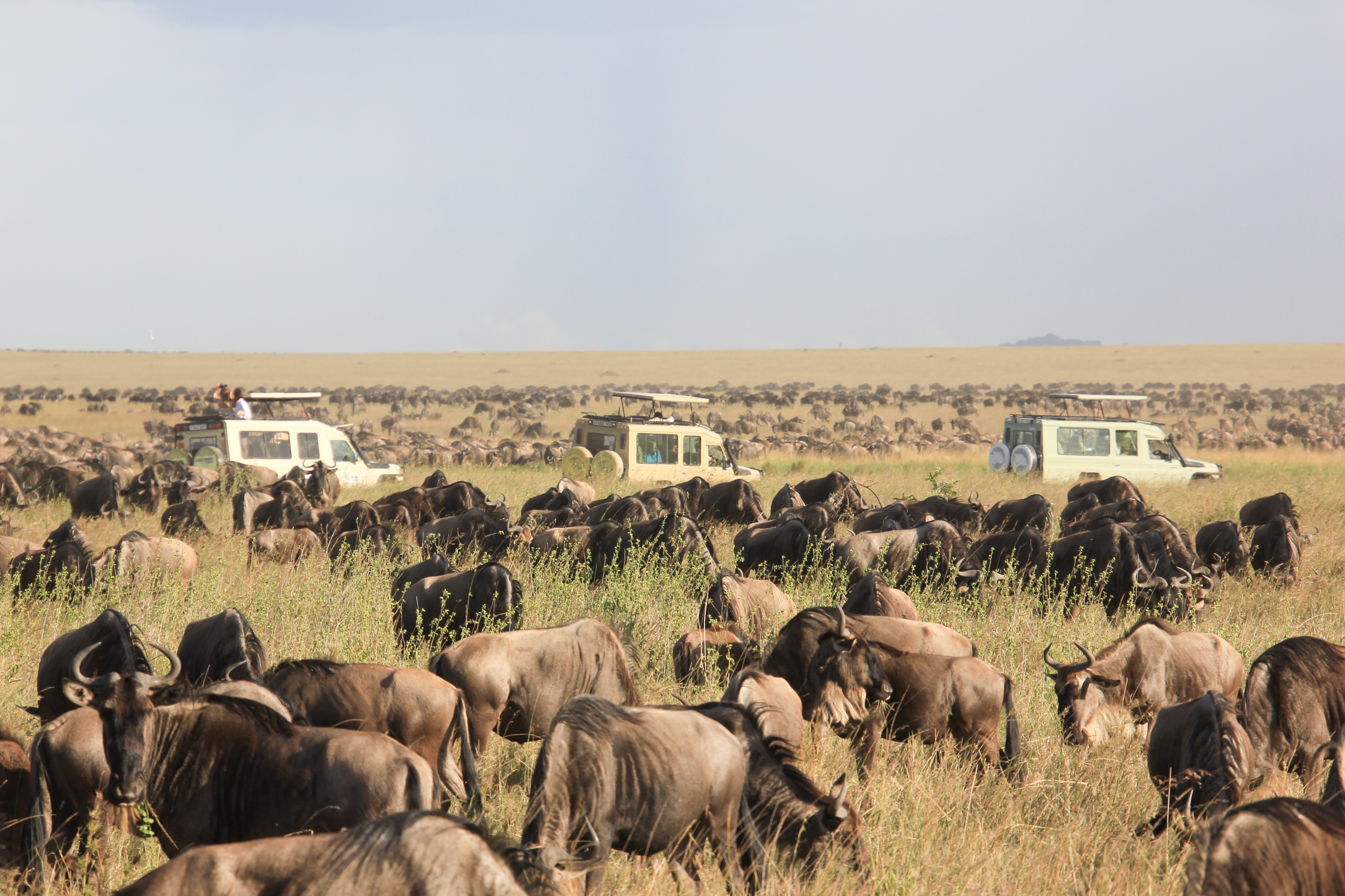 8 days—Premier Ndutu Calving Season