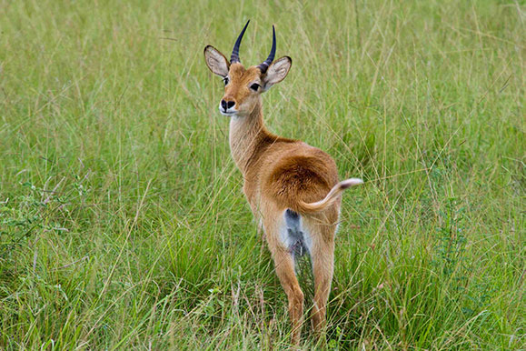 Safari Tour Operators for Africa | 2624 companies
