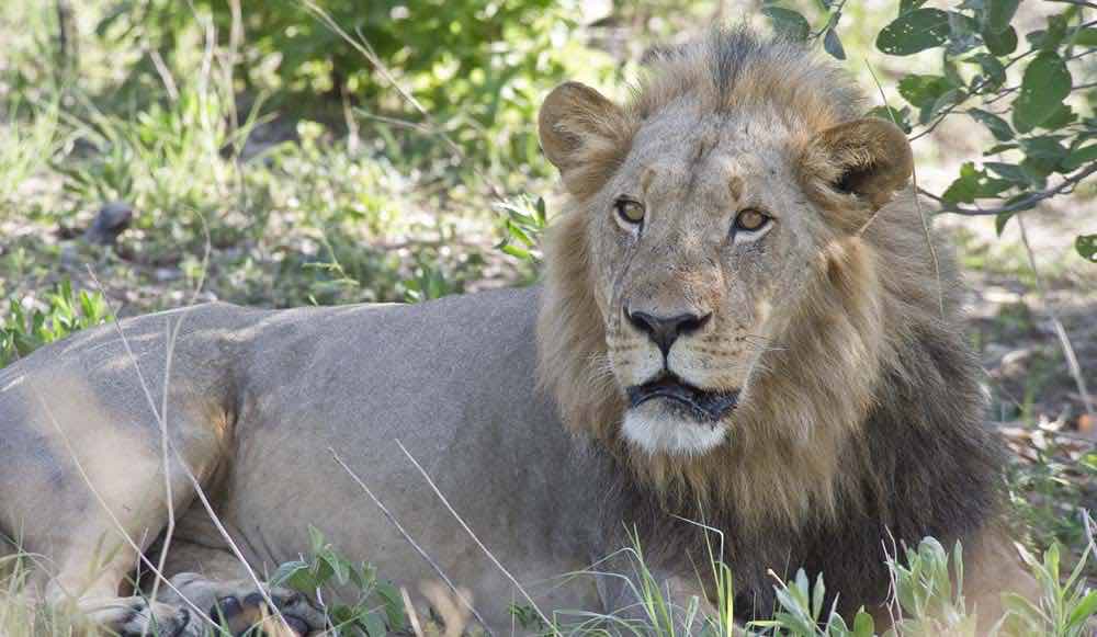 Naelly African Safari reviews, tours, photos