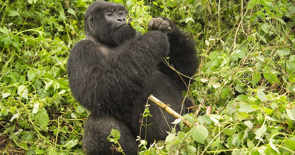 Search | Your African Safari