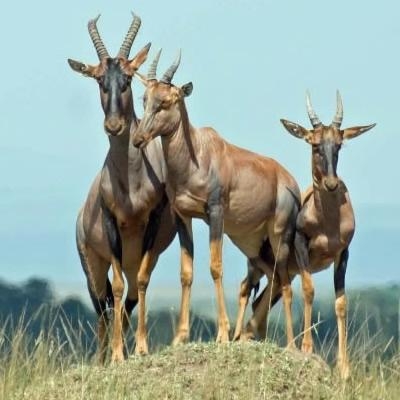 Topi—African Wildlife—Your African Safari
